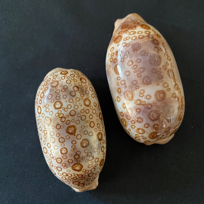 เปลือกหอยนางรมธรรมชาติไม่ย้อมสี eye cowrie natural sea conch shell 6 ...