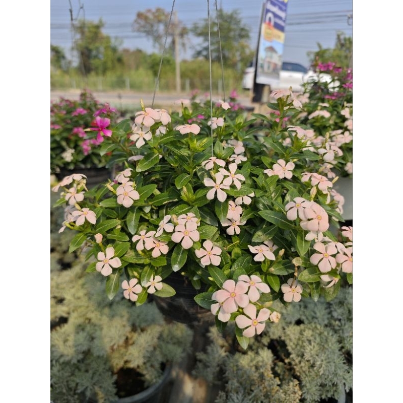 แพงทวยแคระกระภาง8 นิ้ว พร้อมสายแขวน (เลือกสีinbox) | Shopee Thailand