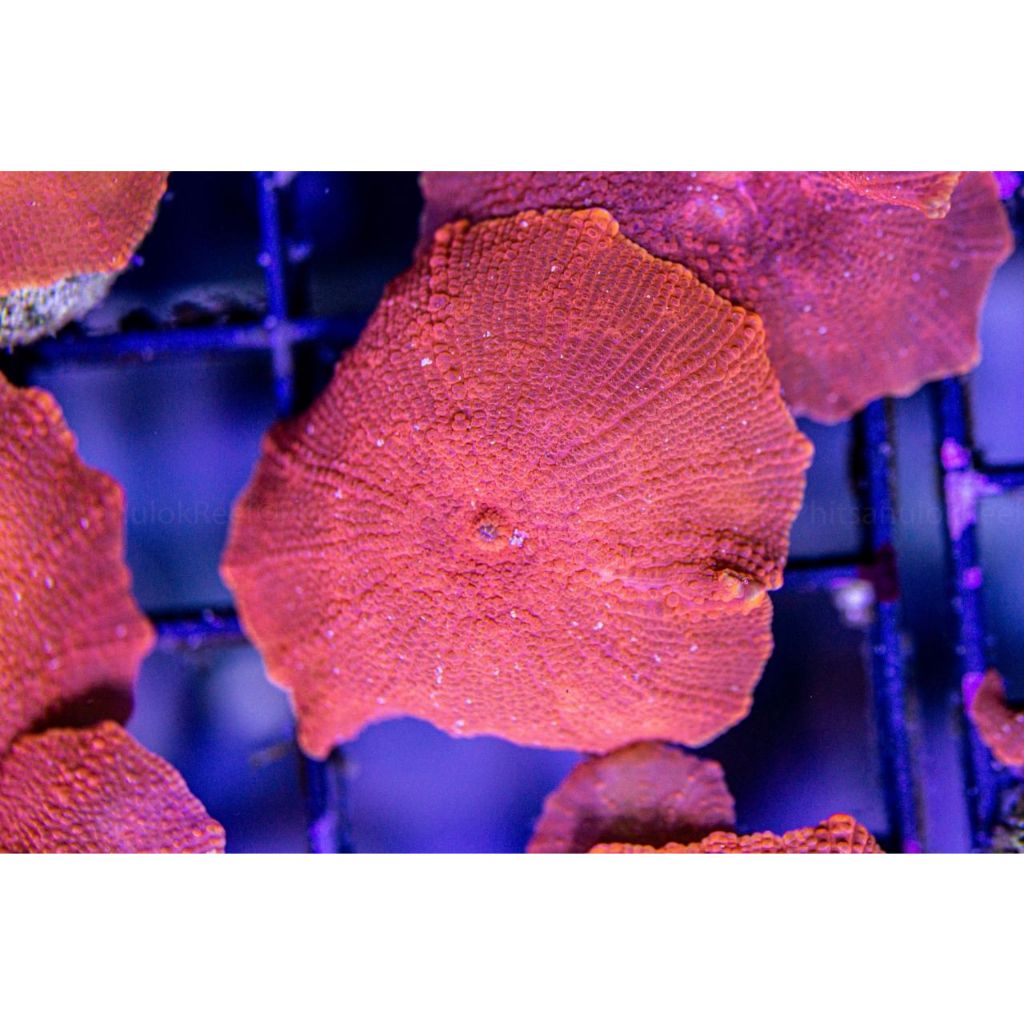 Red Discosoma Mushroom (เห็ดแดง) แดงสวย จะเป็นเห็ดตัวที่เนื้อหนา ตกแต่ง ...
