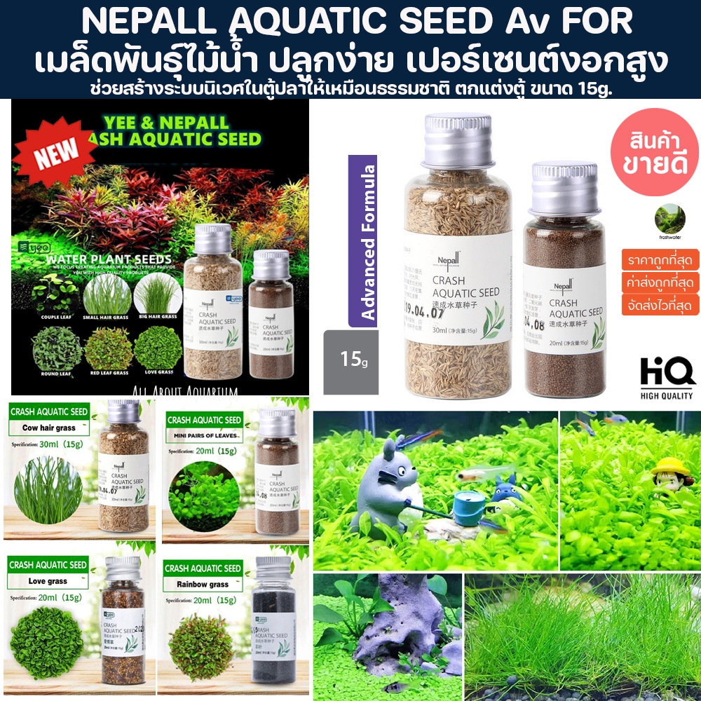 (ส่งด่วนจากในไทย) NEPALL CRASH AQUATIC SEED 15g. เมล็ดพันธ์ุไม้น้ำ ต้นไม้ปลูกในน้ำเมล็ดพันธ์ุ ...