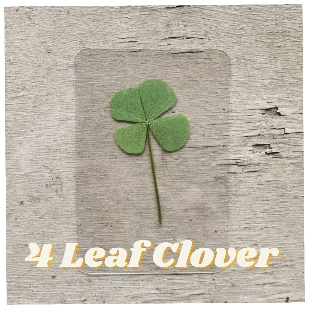 Clover card ใบโคลเวอร์ (leaf clover) ทับแห้ง ใบไม้แห้ง ใบไม้จริงทับแห้ง ...