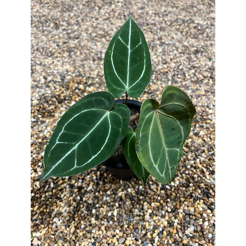 Anthurium Forgetii x (Black Velvet x Crystallinum) | Shopee Thailand