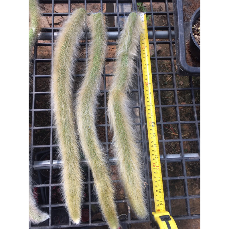 แคคตัสหางลิง ขนยาว ยาวประมาณ 50 เซนติเมตร | Shopee Thailand