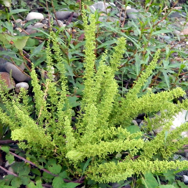 เมล็ดพันธุ์ Dysphania Botrys ที่หายาก - เลือกปริมาณของคุณ 30/120 ...