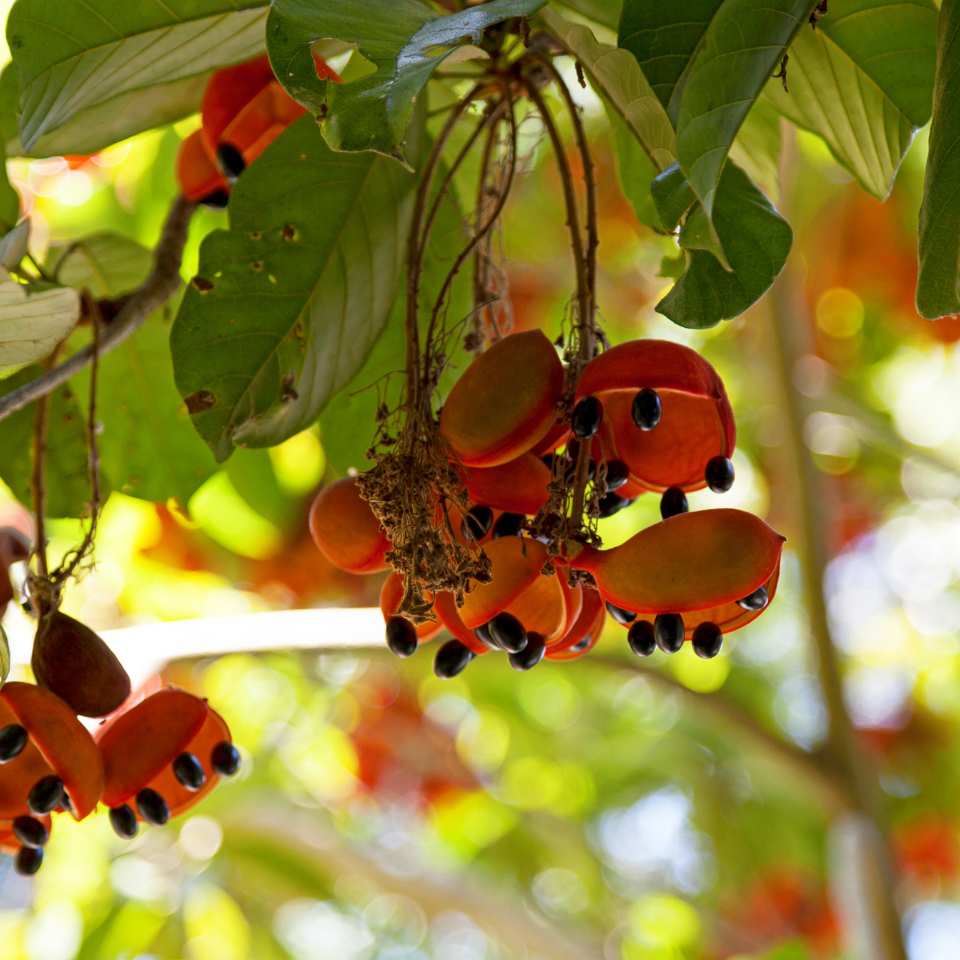 เมล็ด Sterculia Perviflora ที่หายาก - 3 แพ็คที่แปลกใหม่ / ปลูกต้นไม้เขต ...