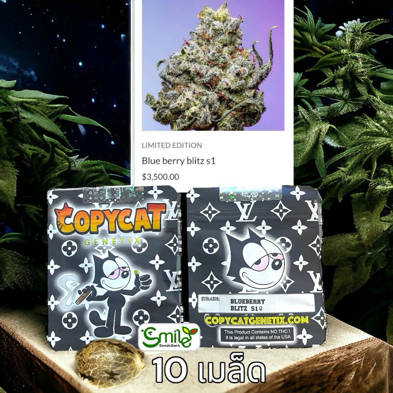 เมล็ดกัญชา Blue Berry Blitz S1 (Fem) - Copycat Genetix | Shopee Thailand