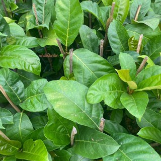 ต้นมะเดื่อฉิ่ง มะเดื่อฉิ่ง (Ficus botryocarpa) กิ่งชำ ให้ดอกผลเร็ว (รับ ...