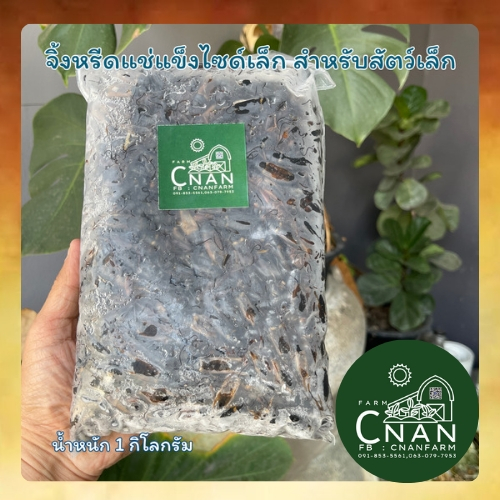 จิ้งหรีดแช่แข็งไซด์เล็ก (Frozen Crickets Small Size) โปรตีนสำหรับสัตว์ ...