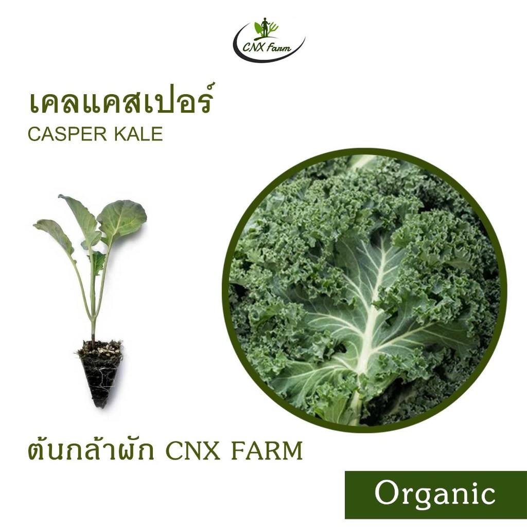 ต้นกล้าเคลแคสเปอร์ Organic Casper Kale | Shopee Thailand