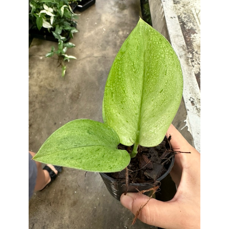 Scindapsus Mint พลูหัวใจแนบมิ้นท์ กระถาง 3 นิ้ว ซินแดปซัส มินท์ ...