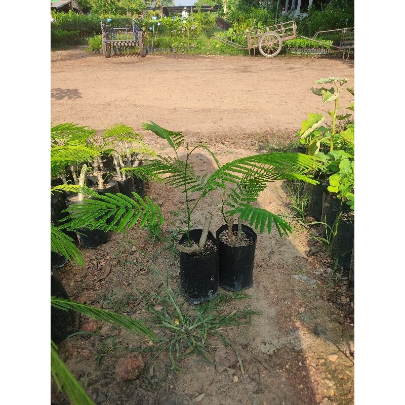 ต้นชะอมปักชำ ขนาด 10-20 ซม. | Shopee Thailand