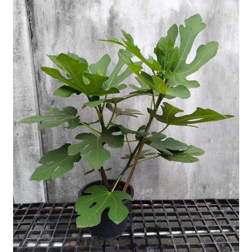 ต้นมะเดื่อฝรั่งสายพันธุ์ Albacor Comuna กระถาง 8 นิ้ว | Shopee Thailand