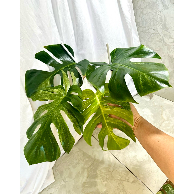 Monstera Deli x Borsi mint/Monstera mint/มอนสเตอร่ามิ้นท์ | Shopee Thailand