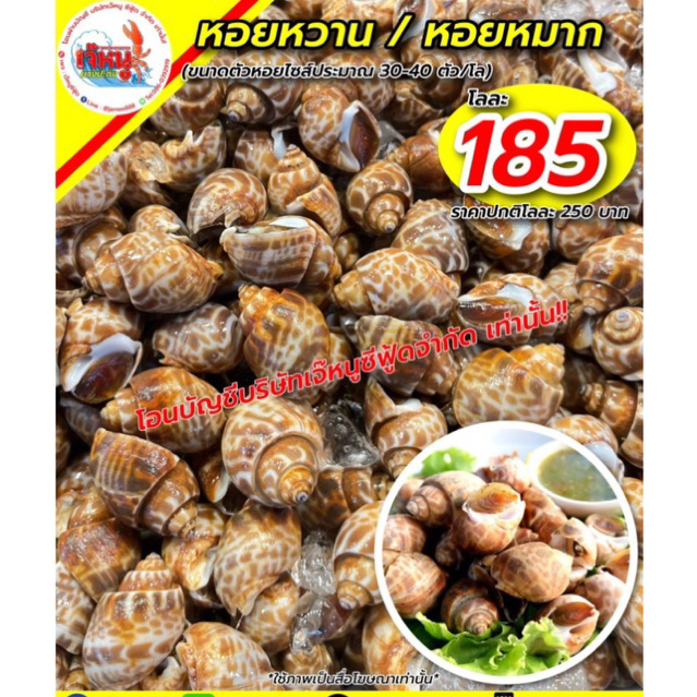 หอยหวาน/หอยหมาก ไซส์30-40ตัวโล | Shopee Thailand