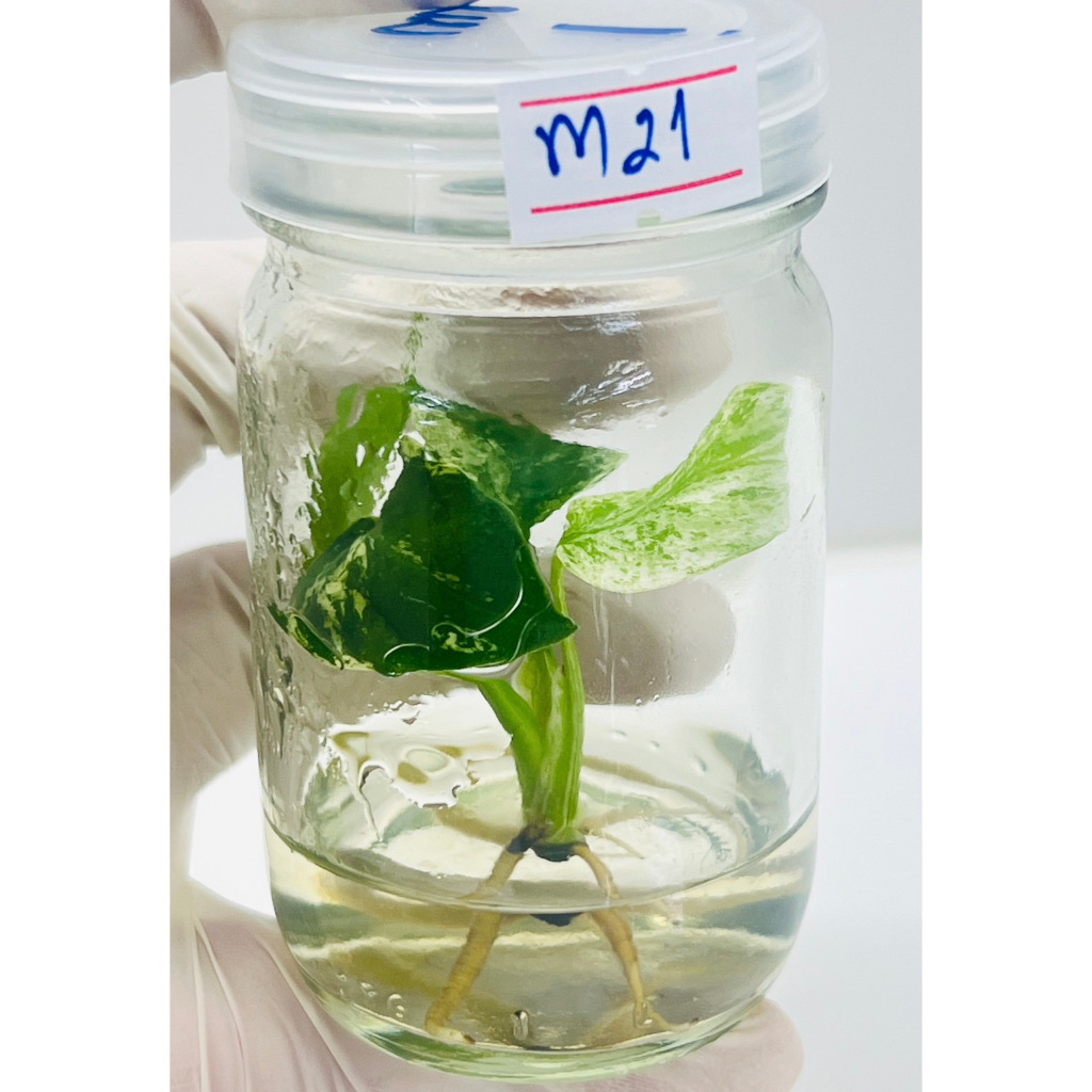 เนื้อเยื่อ มอนมิ้นท์ มอนสเตอร่ามิ้นท์ Monstera Borsi x deliciosa Mint ...