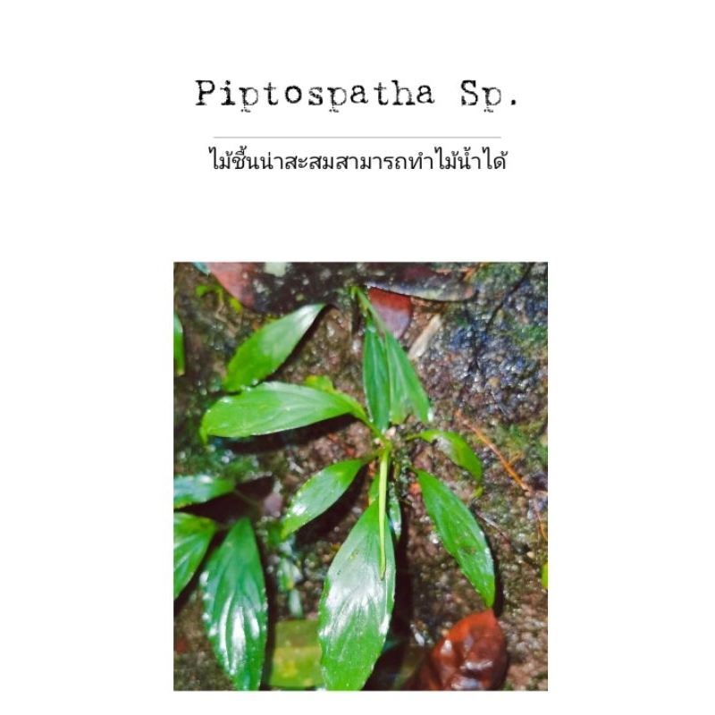 piptospatha Sp.ไม้ชื้นน่าสะสม /สามารถ ทำไม้น้ำได้/ไม้จัดตู้/terrarium ...