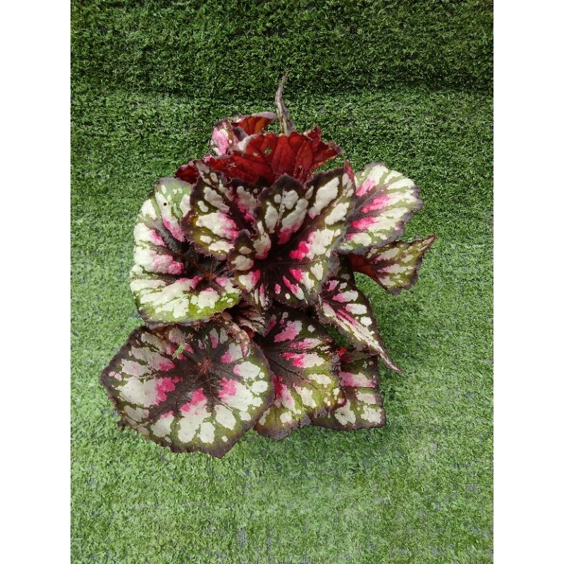 ต้นบีโกเนีย 'Royal Rubin Hybrid '[Begonia Royal Rubin Hybrid ] ไม้ใน ...