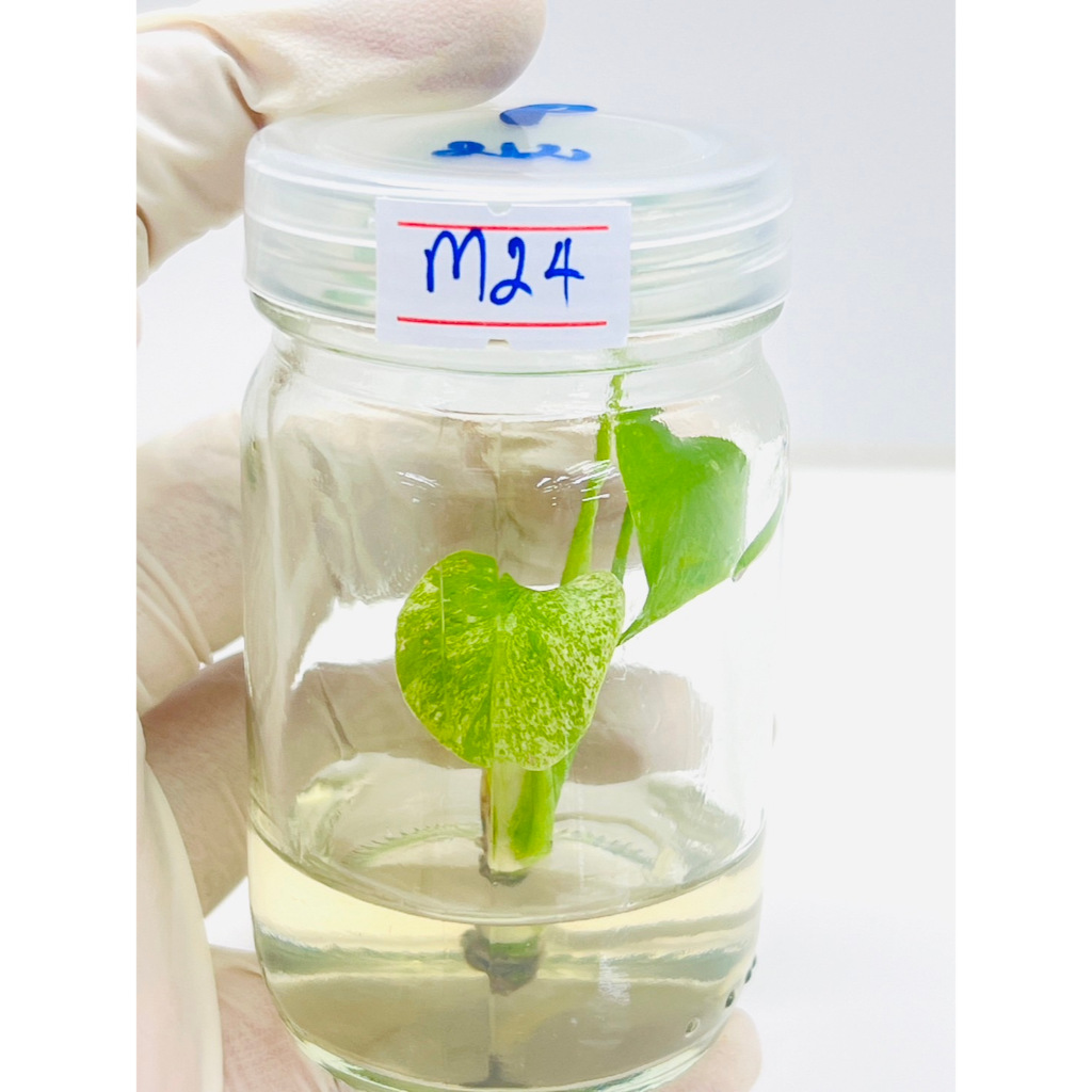 เนื้อเยื่อ มอนมิ้นท์ มอนสเตอร่ามิ้นท์ Monstera Borsi x deliciosa Mint ...