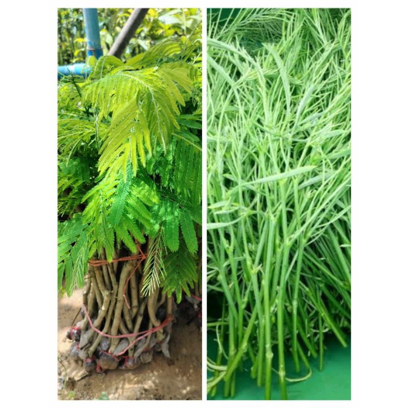 ต้นชะอมหนามน้อย รากแน่นต้นพร้อมปลูก ยอดอวบใหญ่ไร้หนามเก็บง่าย สูง40-50 ...