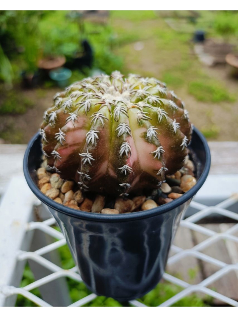Discocactus horstii ดิสโก้ฮอสทิอาย/ไม้เมล็ดด่าง/ไม้สะสม/ไม้แรร์ ...