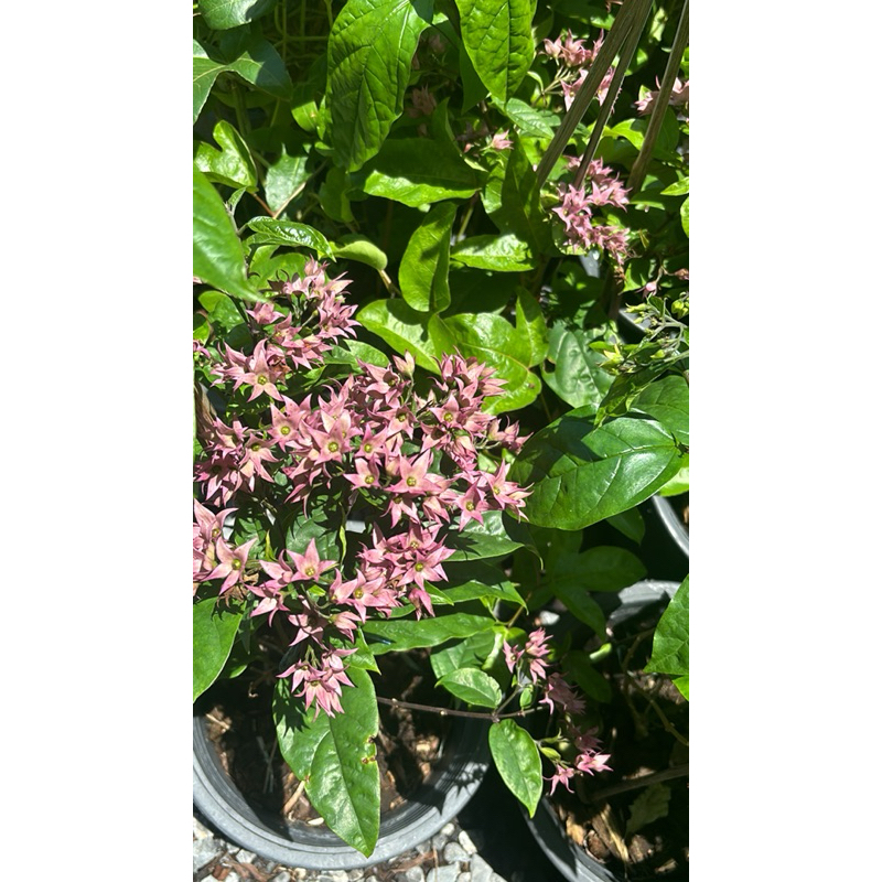 พวงนาค พวงนาก/Java Glory Bean/Pagoda Flower ไม้เถา กระถาง8-11นิ้ว ...