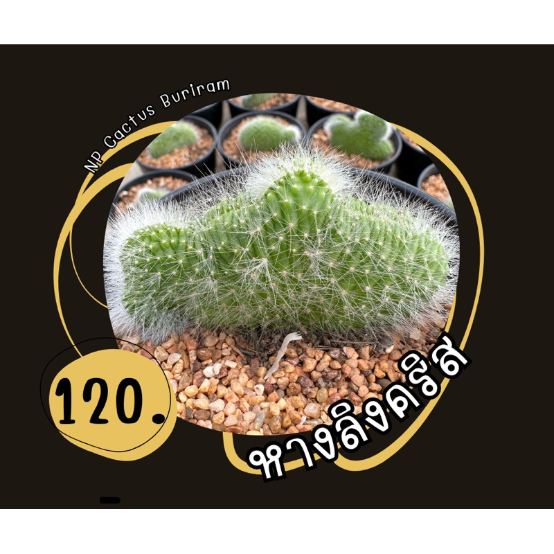 หางลิงคริส กระถาง 4นิ้ว(ส่งทั้งกระถาง) | Shopee Thailand