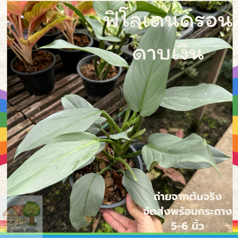 ฟิโลดาบเงิน “Philo Silver Sword” แพคจัดส่งพร้อมกระถาง 5-6 นิ้ว | Shopee ...