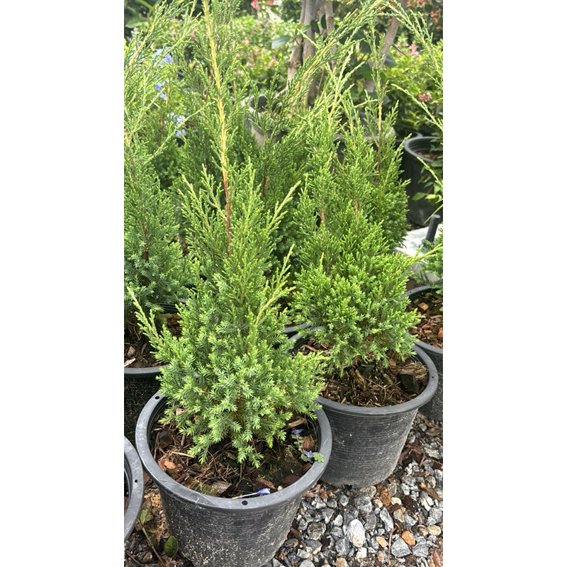 สนมังกร ไม้รั้วกรองฝุ่นชื่อมงคลทรงพุ่มสวยHollywood Juniper, everygreen ...