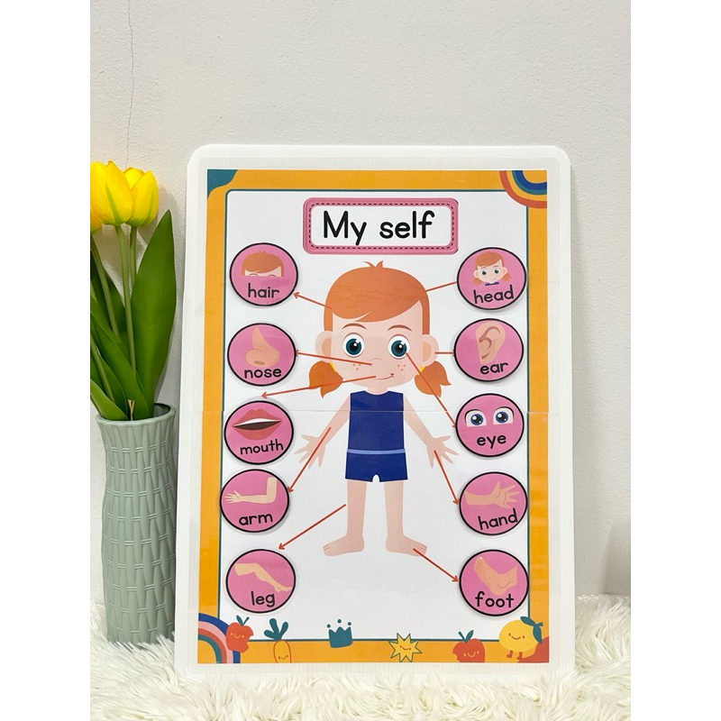 สื่อการสอนเรื่อง my body | Shopee Thailand