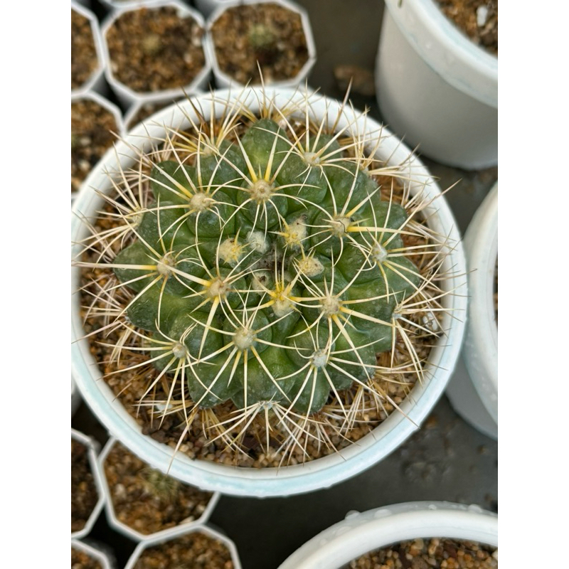 ดิสโก้อัลบิสปินัส หนามสวยมากดอกหอมมากไม้สะสม หายาก กระถาง2“ นิ้ว ...