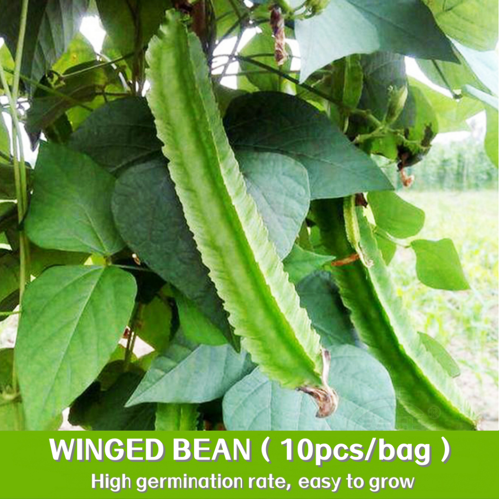 พืชหายาก 10 เมล็ด WINGED BEAN Vegetable plants เมล็ดถั่วพู พืชผัก ...