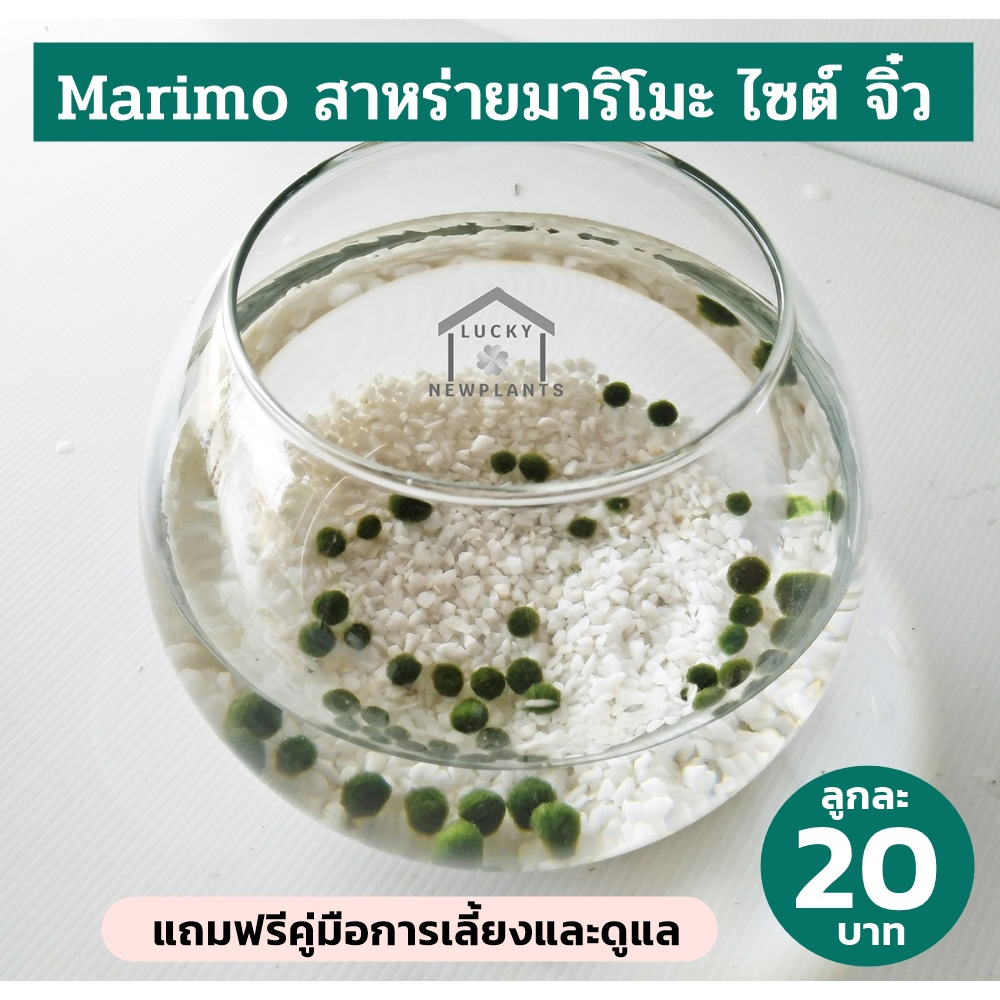 Marimo มาริโมะ จิ๋ว ของแท้ 100% สาหร่ายญี่ปุ่นนำโชค รุ่นจิ๋ว คละไซต์ ลูกละ 20 บาท | Shopee Thailand