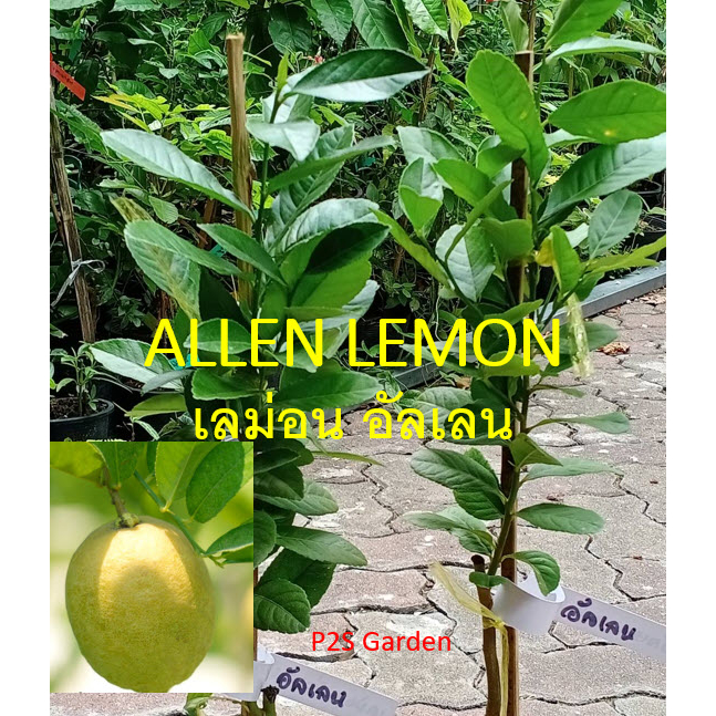 ต้น เลม่อน ยูเรก้า อัลเลน Allen Eureka lemon สูง 40-100 ซ.ม. น้ำเยอะ รส ...