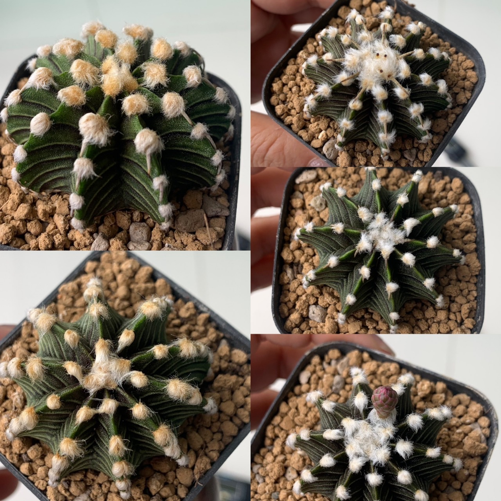 ยิมโน LB2178 เเท้ ดอทฟู ดอทใหญ่ หนามเดี่ยวไม้เมล็ด กระบองเพชร จากเรือน ...