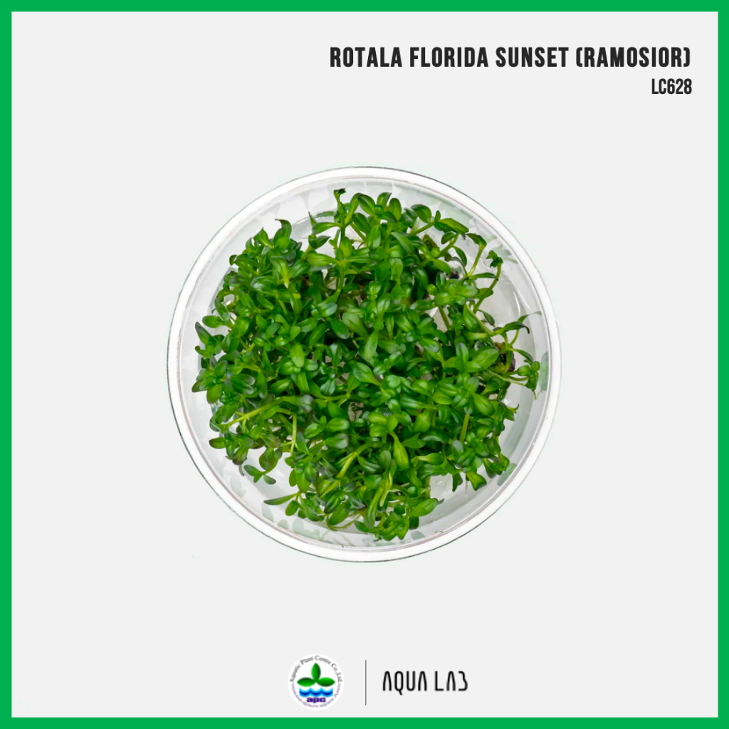 [APC] Rotala Florida Sunset ramosior (โรทาล่าฟลอริด้าซันเซ็ท) [ไม้น้ำ ...