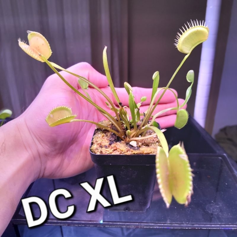 🔥New กาบหอยแครงยักษ์!! (Venus Flytrap) DM. DC-XL | Shopee Thailand