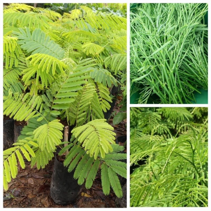 ต้นชะอมหนามน้อย แบบกิ่งตอน ผักกินยอดประโยชน์เยี้ยม ต้นพันธุ์แข็งแรง ...