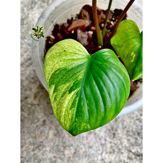 Homalomena Rubescens Full Mint Variegated เสน่ห์จันทร์ บุษราคัมฟูล ...