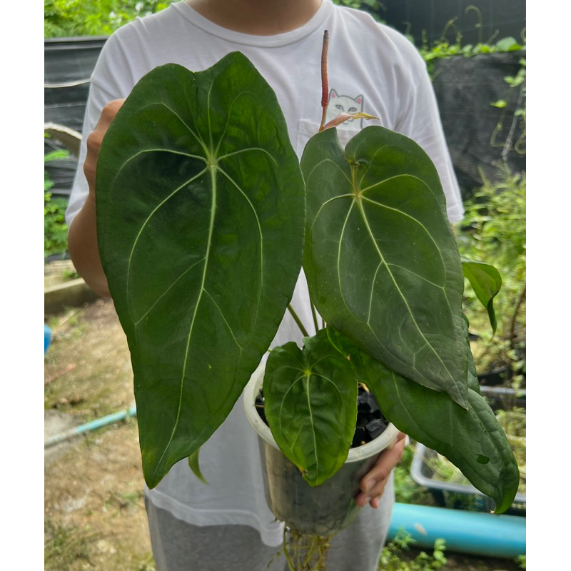 Anthurium Forgeti x papillilaminum ดอกแดง | Shopee Thailand