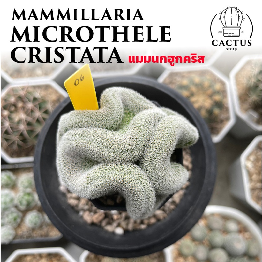 Mammillaria Microthele Cristata แมมนกฮูกคริส (อัพเดท 21/07/2024 ...