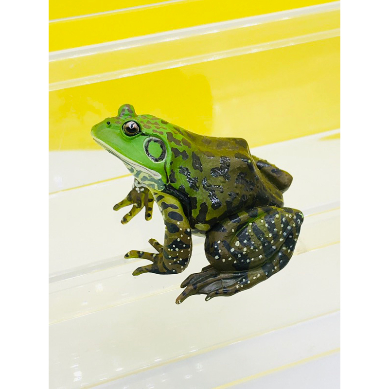 Update 14/01 (แท้/มือ2) Kaiyodo yujin Japan Exclusive American Bullfrog ...