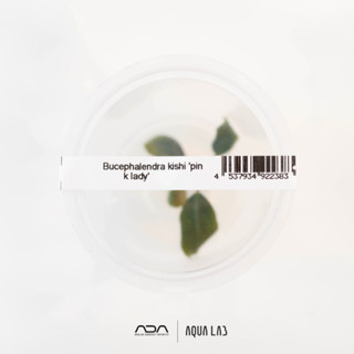 BIO Bucephalandra kishi pink lady (บูเซปพิงค์เลดี้) [ไม้น้ำ - Aquatic ...