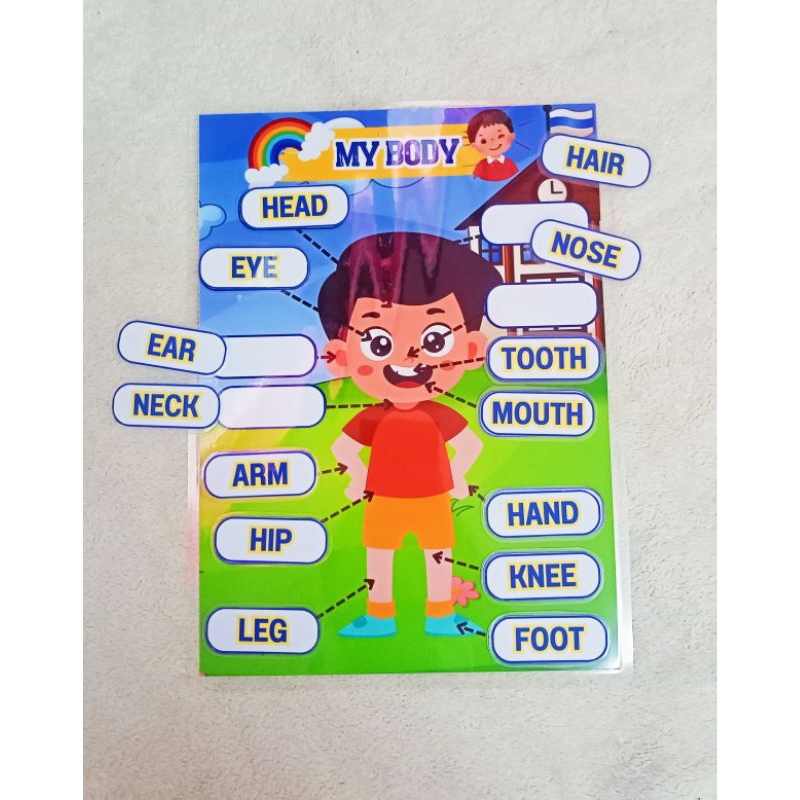 สื่อการสอนภาษาอังกฤษ my body ติดตีนตุ๊กแก | Shopee Thailand
