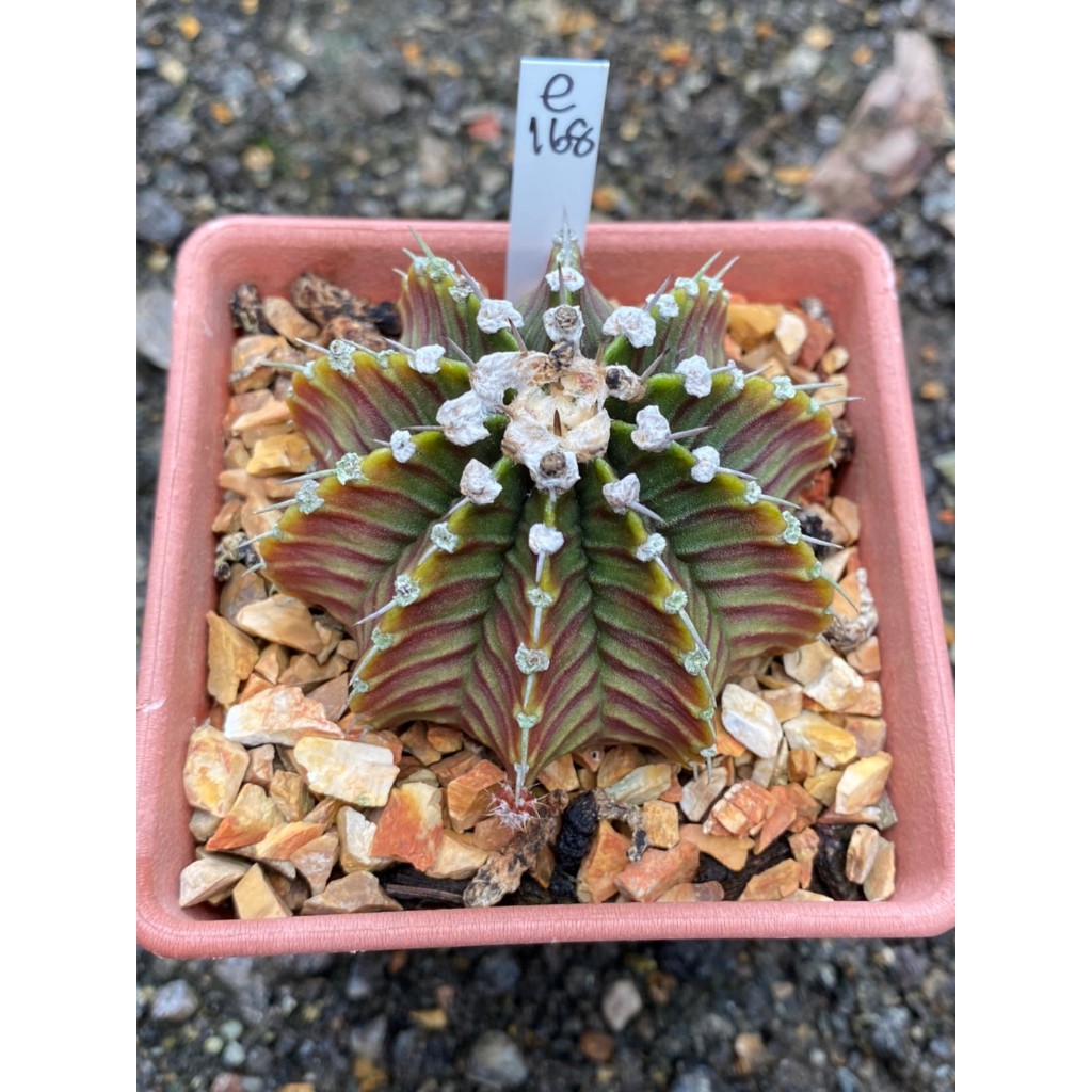 LB Hybrid #Muayhaworthia #Cactus #ต้นไม้สวยงามขนาดเล็ก #ต้นไม้ขนาดเล็ก ...