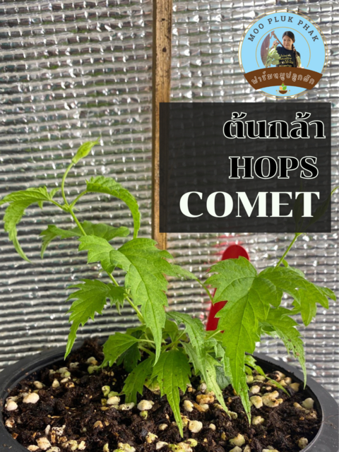 Comet Hop "กระถาง 6 นิ้ว" พร้อมปลูก-ต้นกล้าฮอปส์สุขภาพดี (ทำเบียร์,ชงชา) by หมูปลูกผัก | Shopee ...