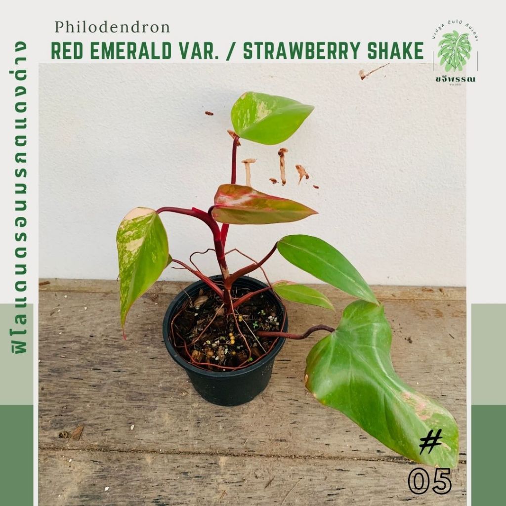 Philodendron Red Emerald (Strawberry Shake) | ฟิโลเดนดรอนเรดเอมเมอรัล ...