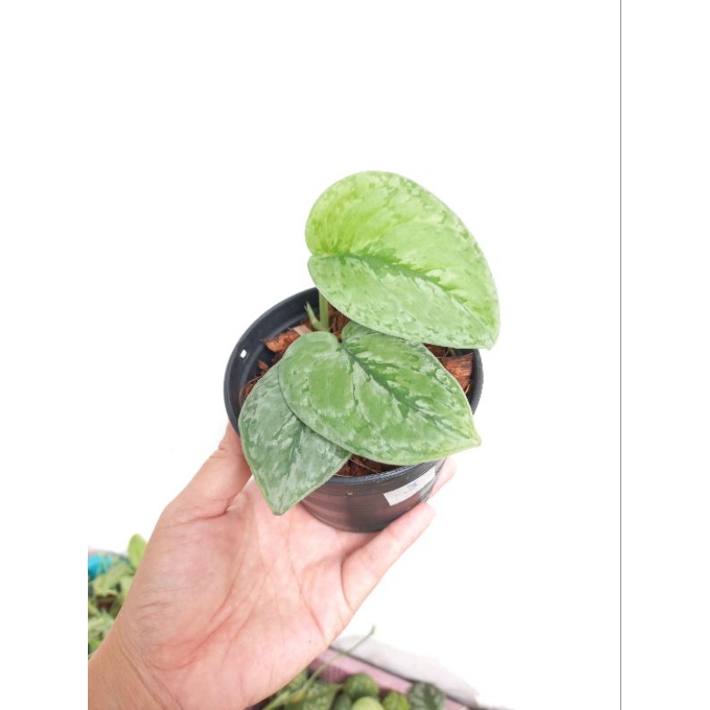 Scindapsus silver splash blue พลูซิลเวอร์สแปลชบลู ไม้ประดับไม้สะสม | Shopee Thailand