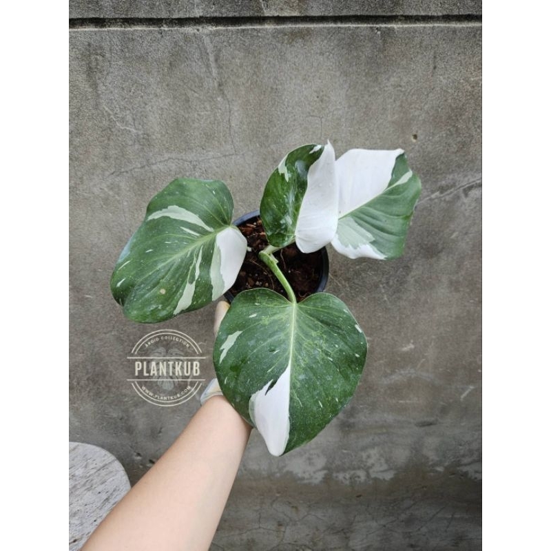 Philodendron White Wizard Marble ฟิโลพ่อมดขาว ฟิโลเดนดรอนไวท์วิสาด ...