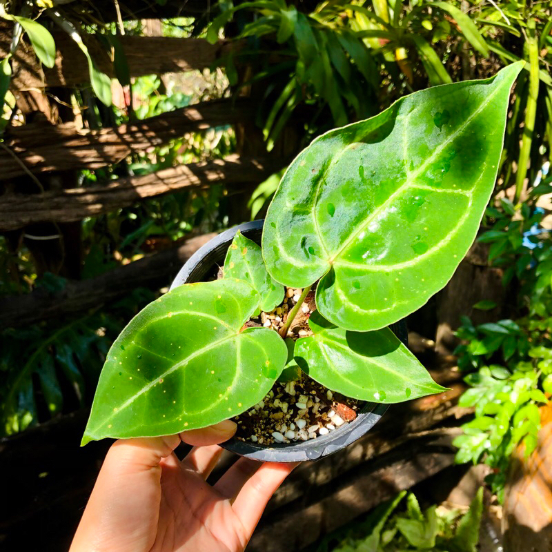 Anthurium Crystallinum หน้าวัวใบกำมะหยี่ | Shopee Thailand