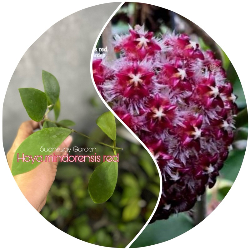 Hoya mindorensis red โฮยาน้ำแข็งใส ดอกแดงสดใส ออกดอกง่าย จัดส่งในกระถางขนาด 1 นิ้ว | Shopee Thailand